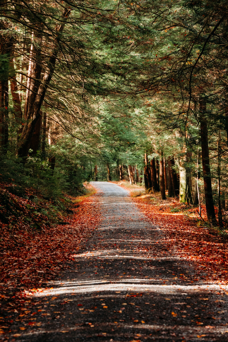 Discover Cook Forest: First-Time Visitor’s Guide | Clarion County